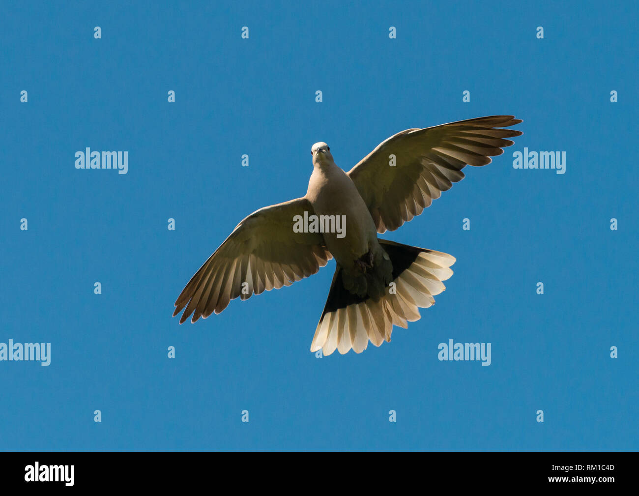 A collared dove flying hi-res stock photography and images - Alamy