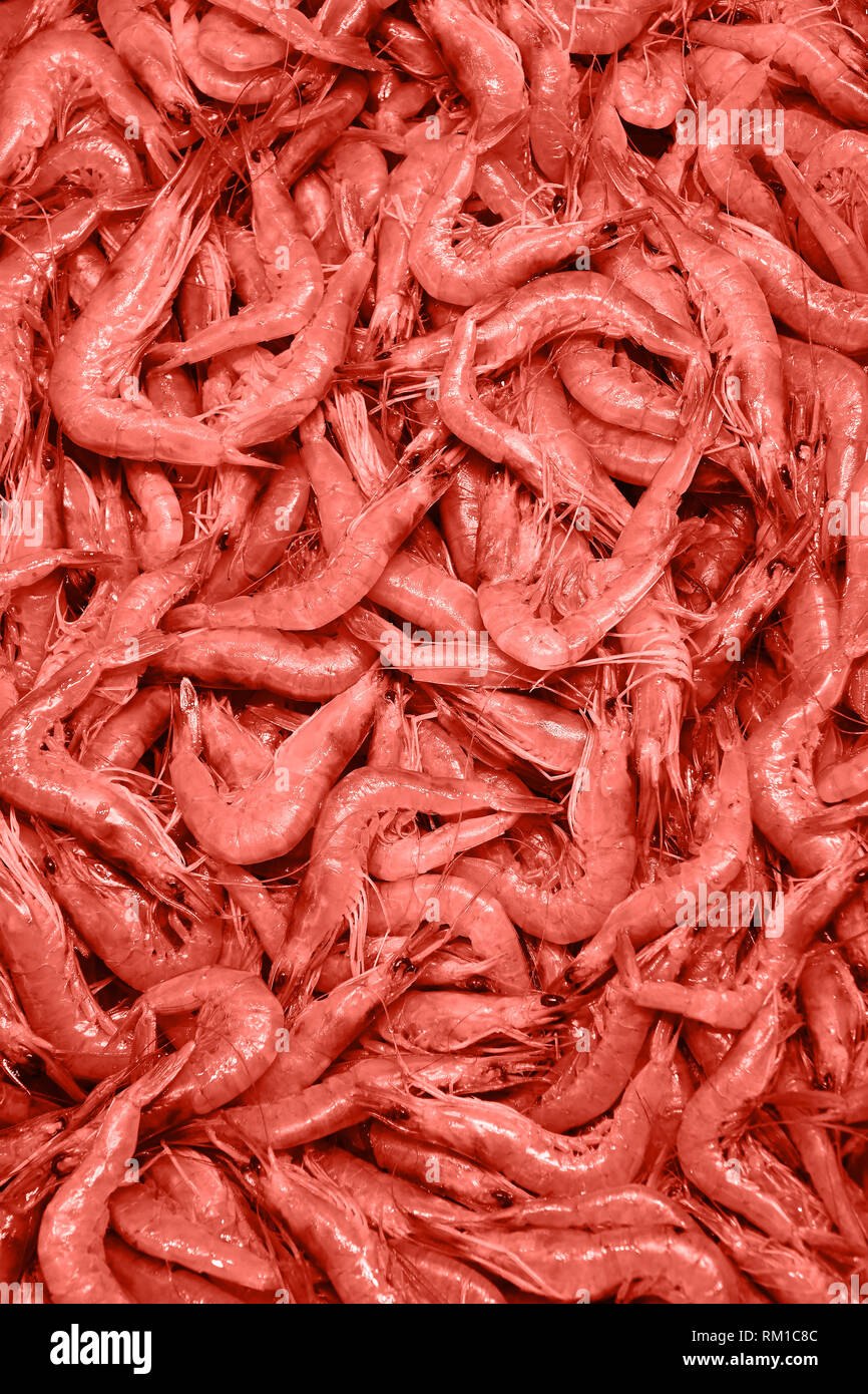 Natural fresh raw shrimp background in a pantone trendy color of the ...