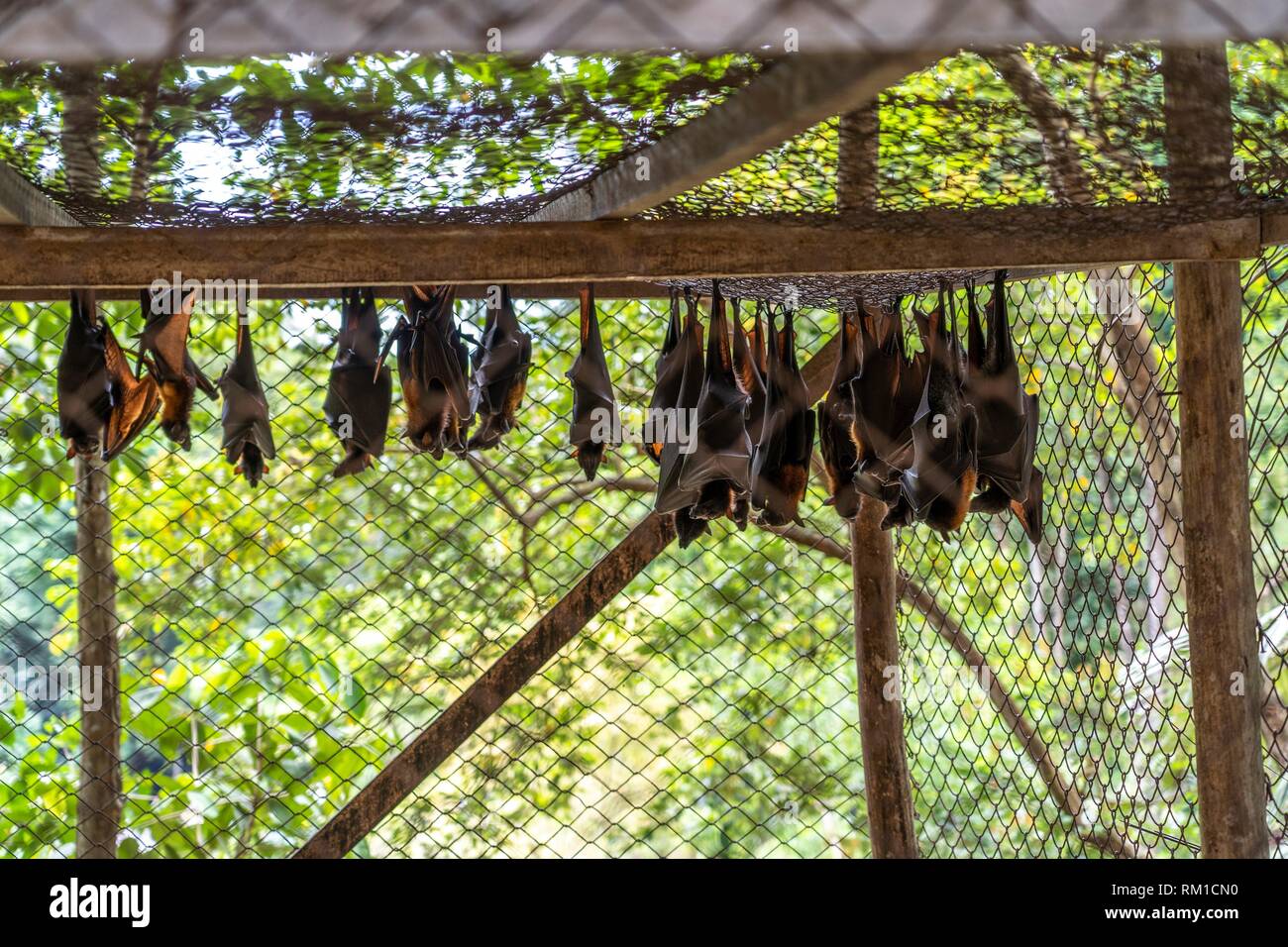 Bat bats animal asia asian hi-res stock photography and images - Alamy