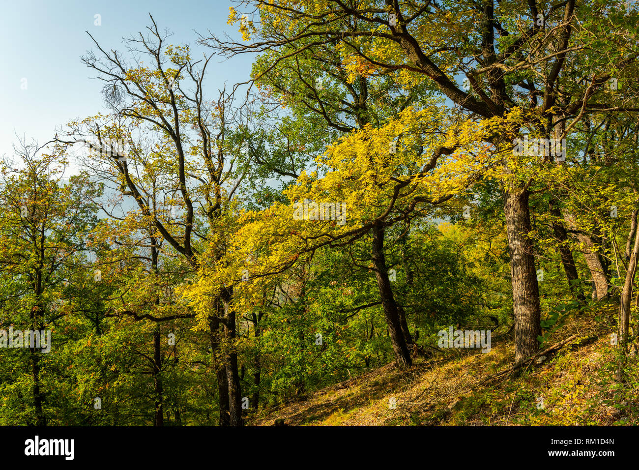 Decidious wood hi-res stock photography and images - Alamy