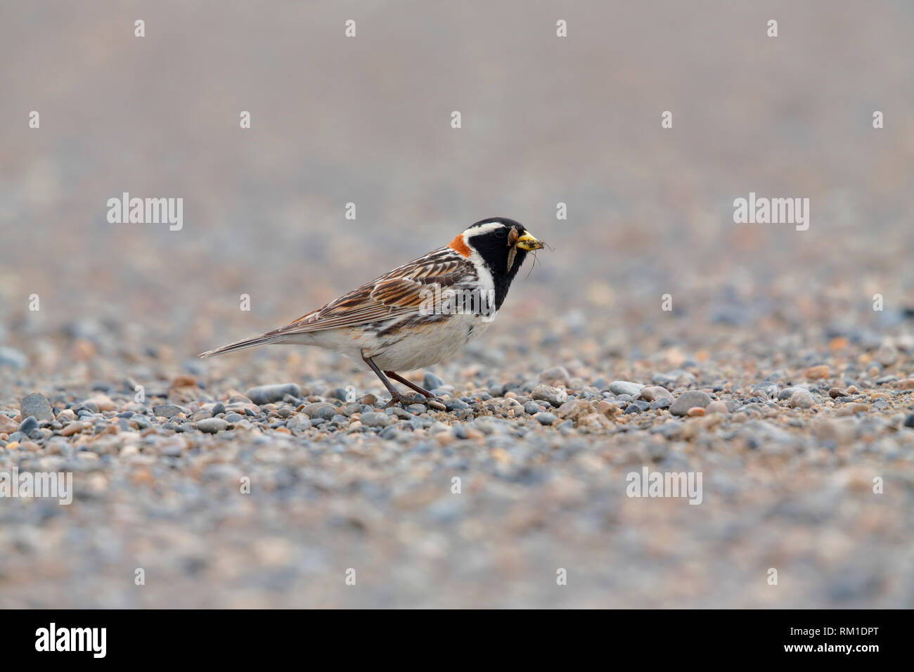 Female lapland bunting hi-res stock photography and images - Alamy