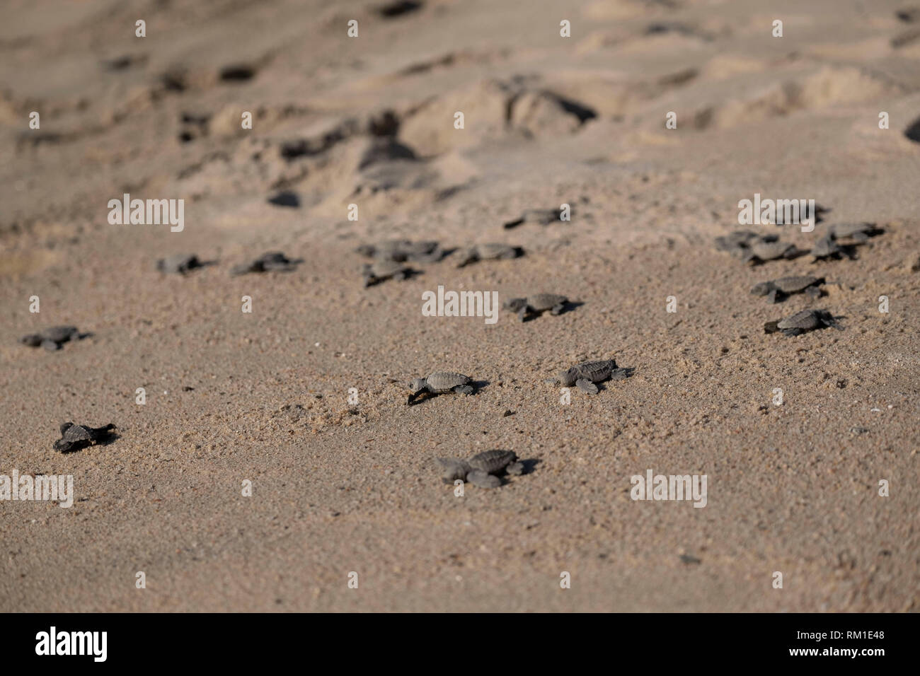 Baby sea turtles hi-res stock photography and images - Alamy