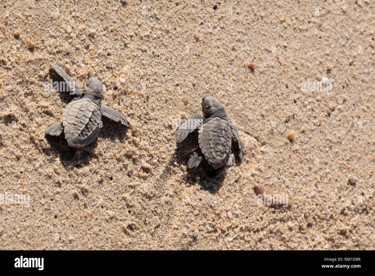 Baby sea turtles hi-res stock photography and images - Alamy