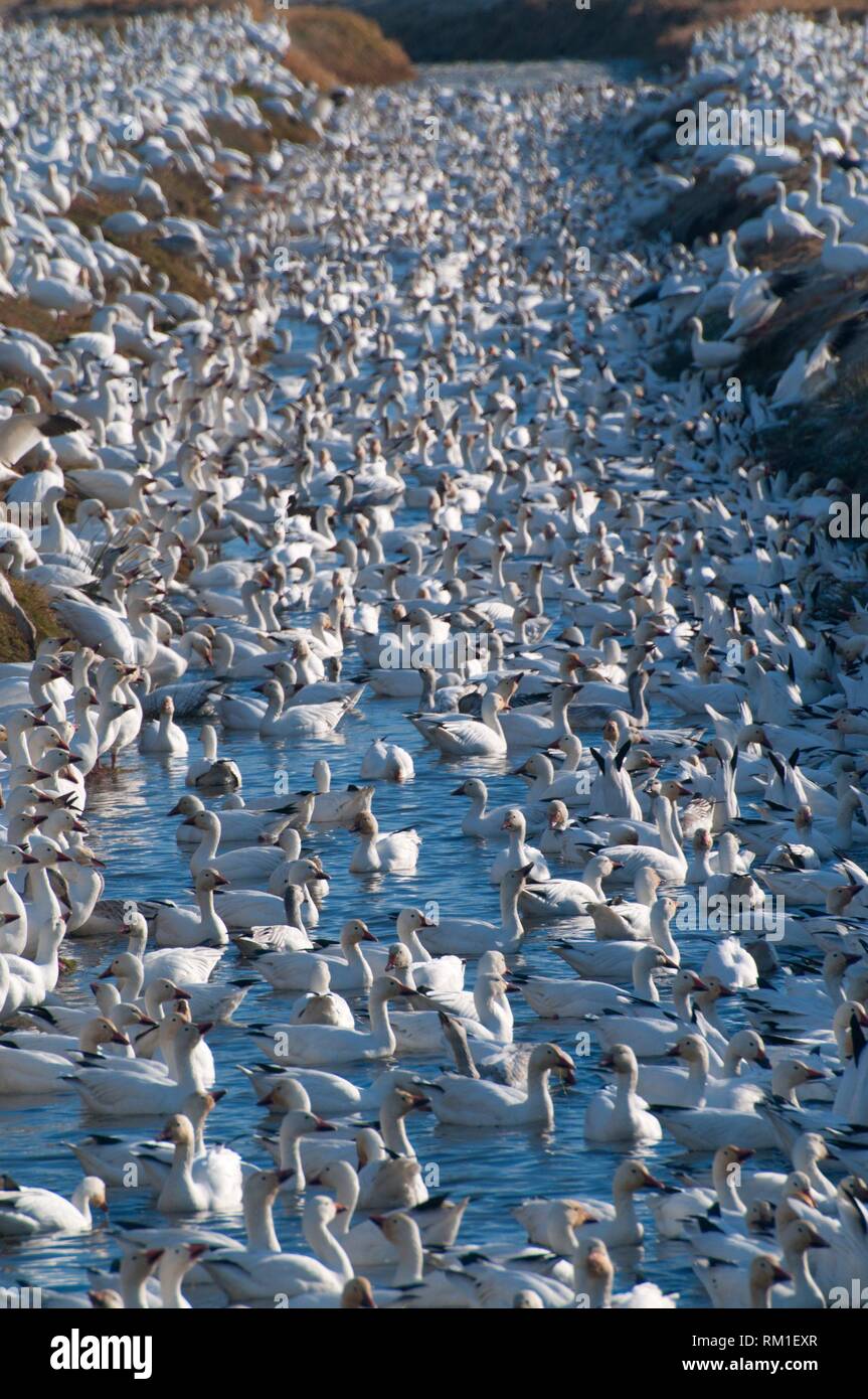 Snow geese (Anser caerulescens), Skagit Wildlife Area, Washington Stock ...
