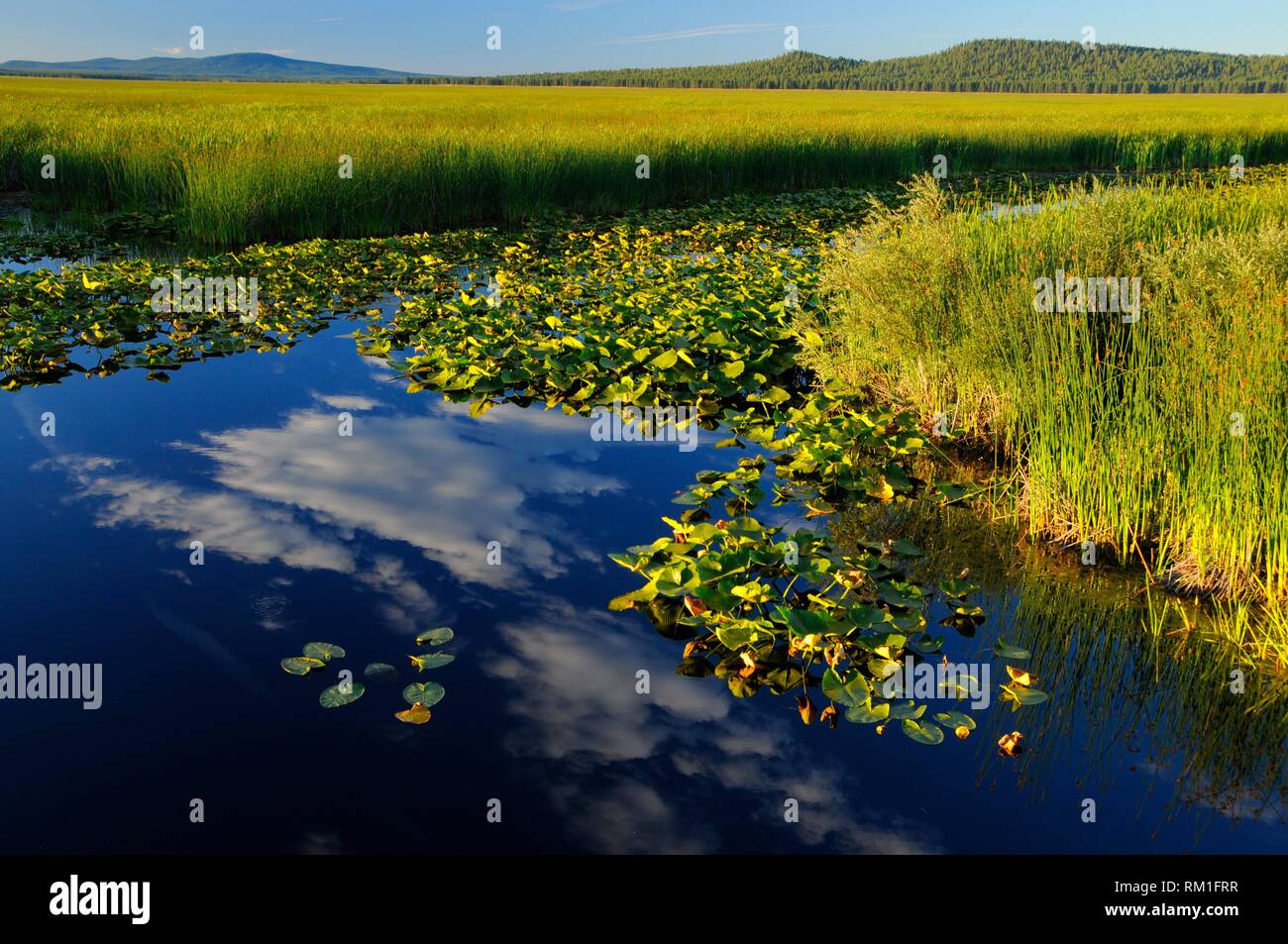Klamath marsh hi-res stock photography and images - Alamy