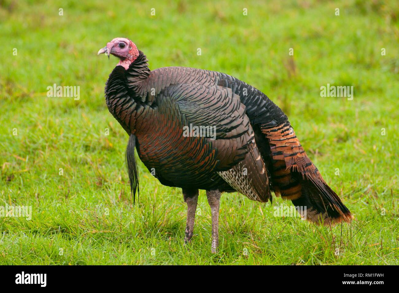 Pasture grassland hi-res stock photography and images - Alamy