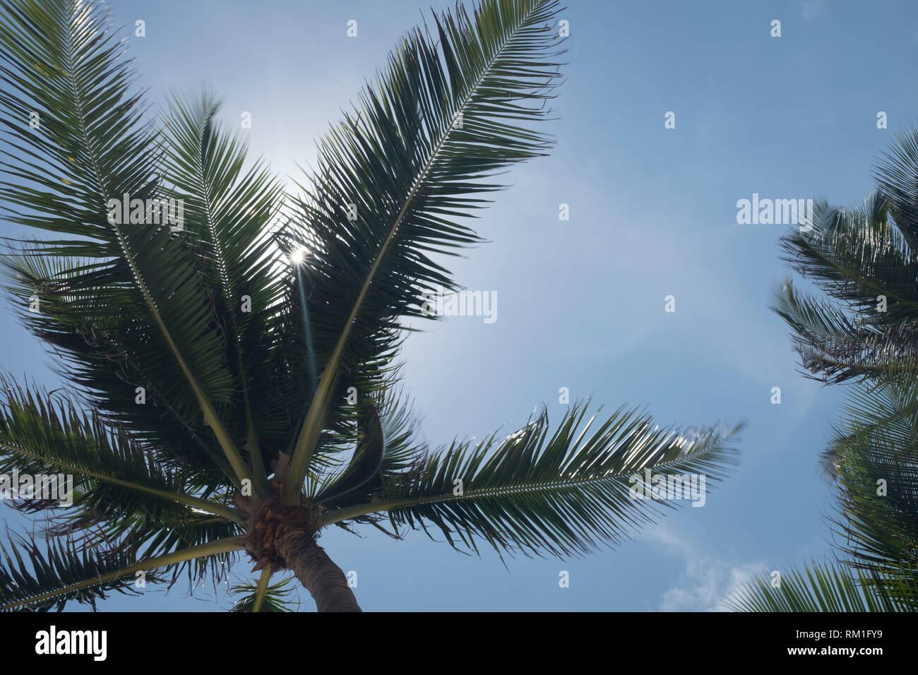 Palm tree growing horizontal trunk hi-res stock photography and images ...