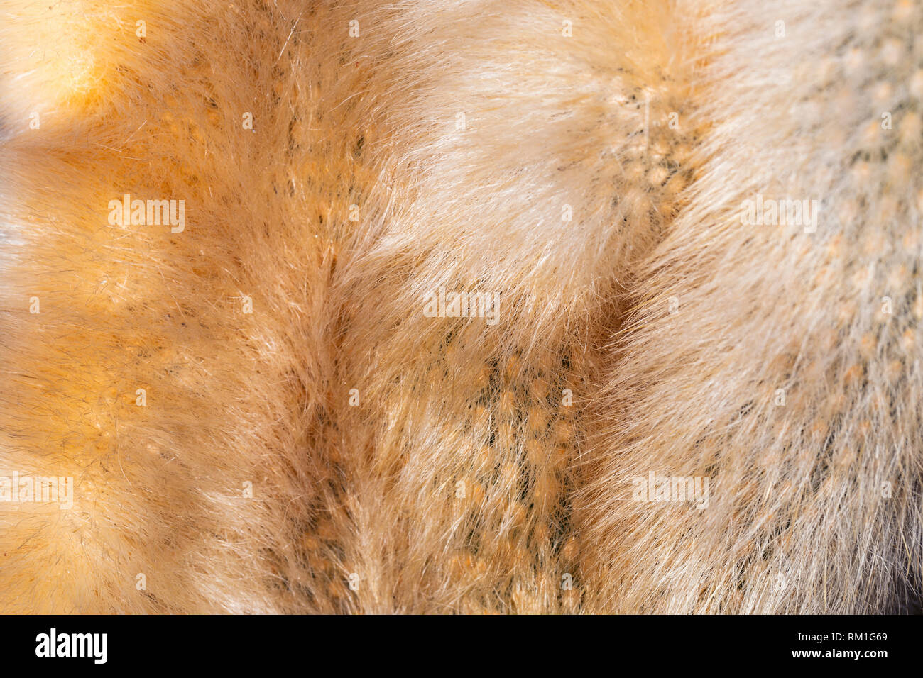 fur cactus, background image Stock Photo - Alamy