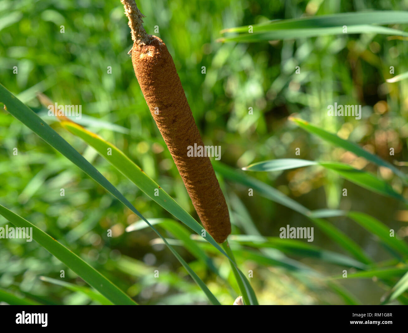 A plant at the Botanical Garden, Cordoba, Argentina Stock Photo - Alamy