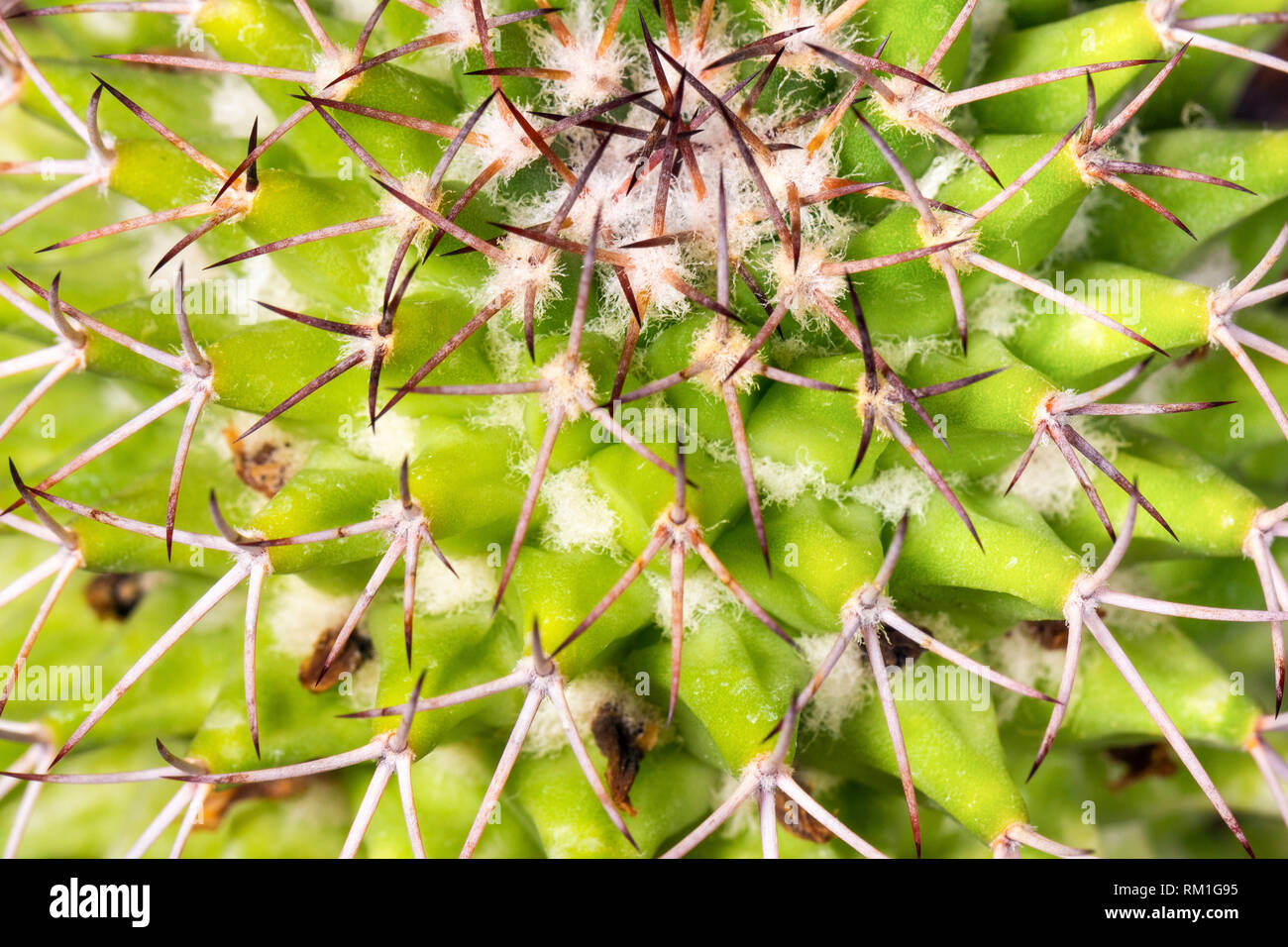 cactus with needles background image Stock Photo - Alamy
