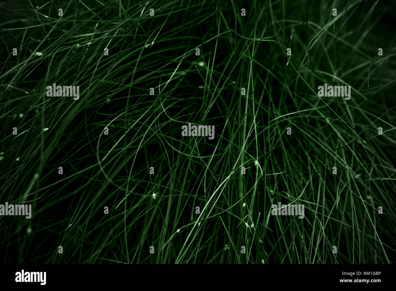 dark green grass, toned background image Stock Photo - Alamy