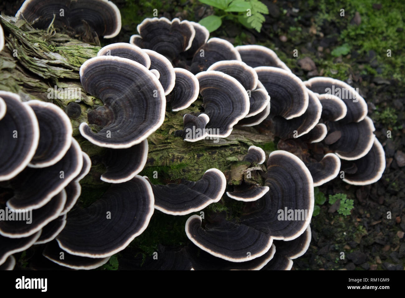 Tree bracket funghi hi-res stock photography and images - Alamy