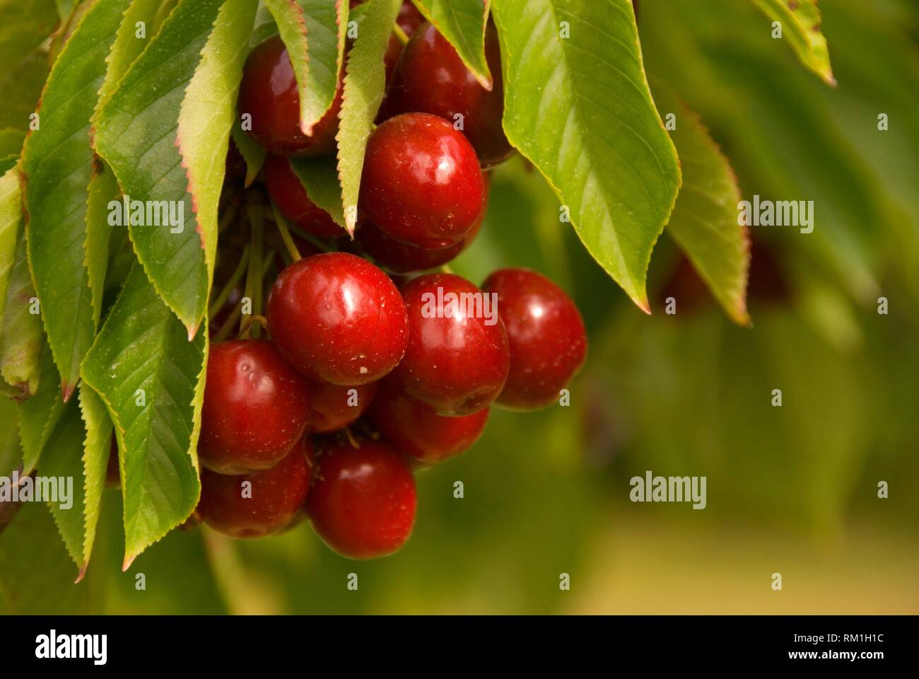 Lambert cherries vaughans cherry farm hi-res stock photography and ...