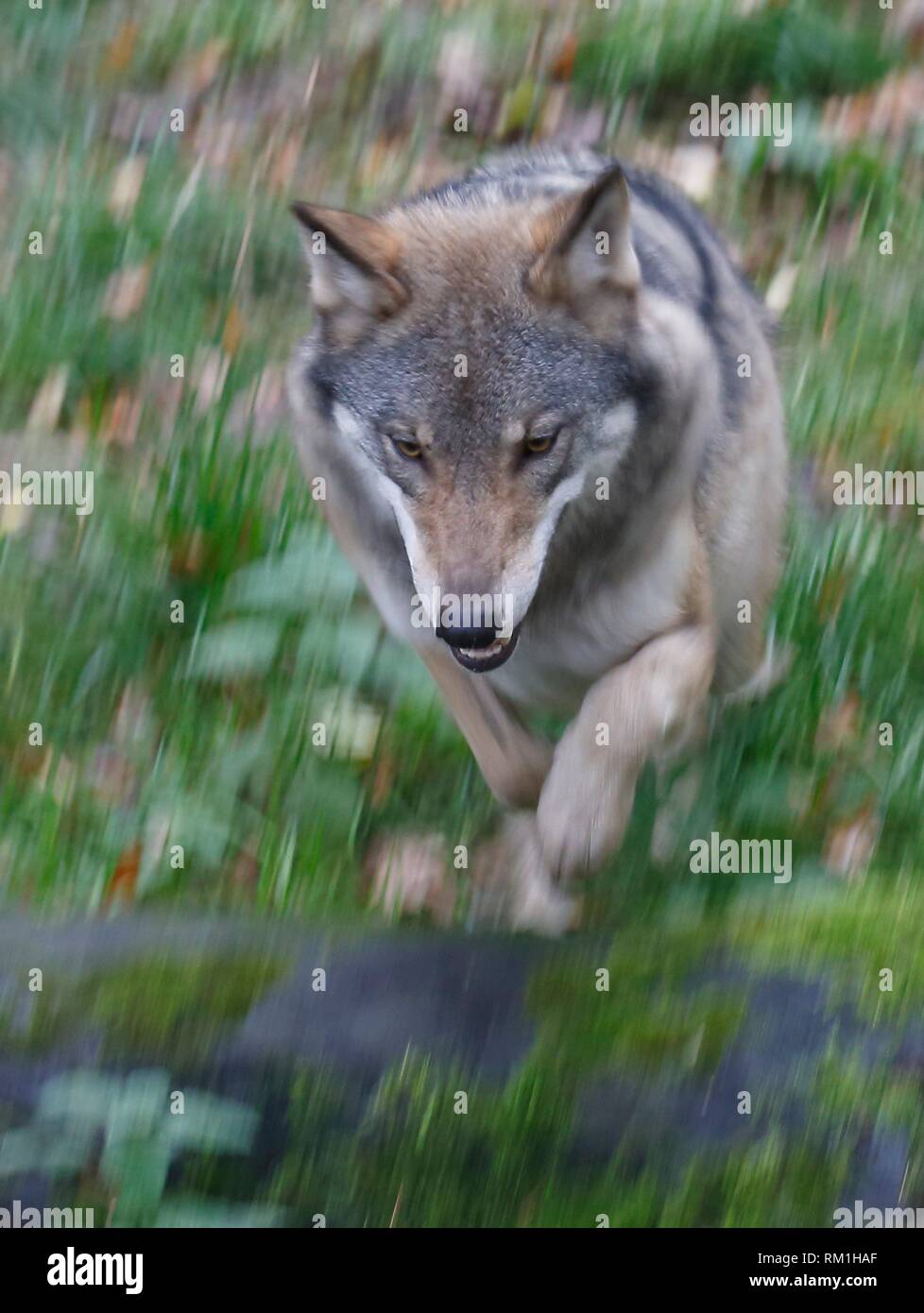 Wolf (Canis lupus), Dalarna, Sweden Stock Photo - Alamy