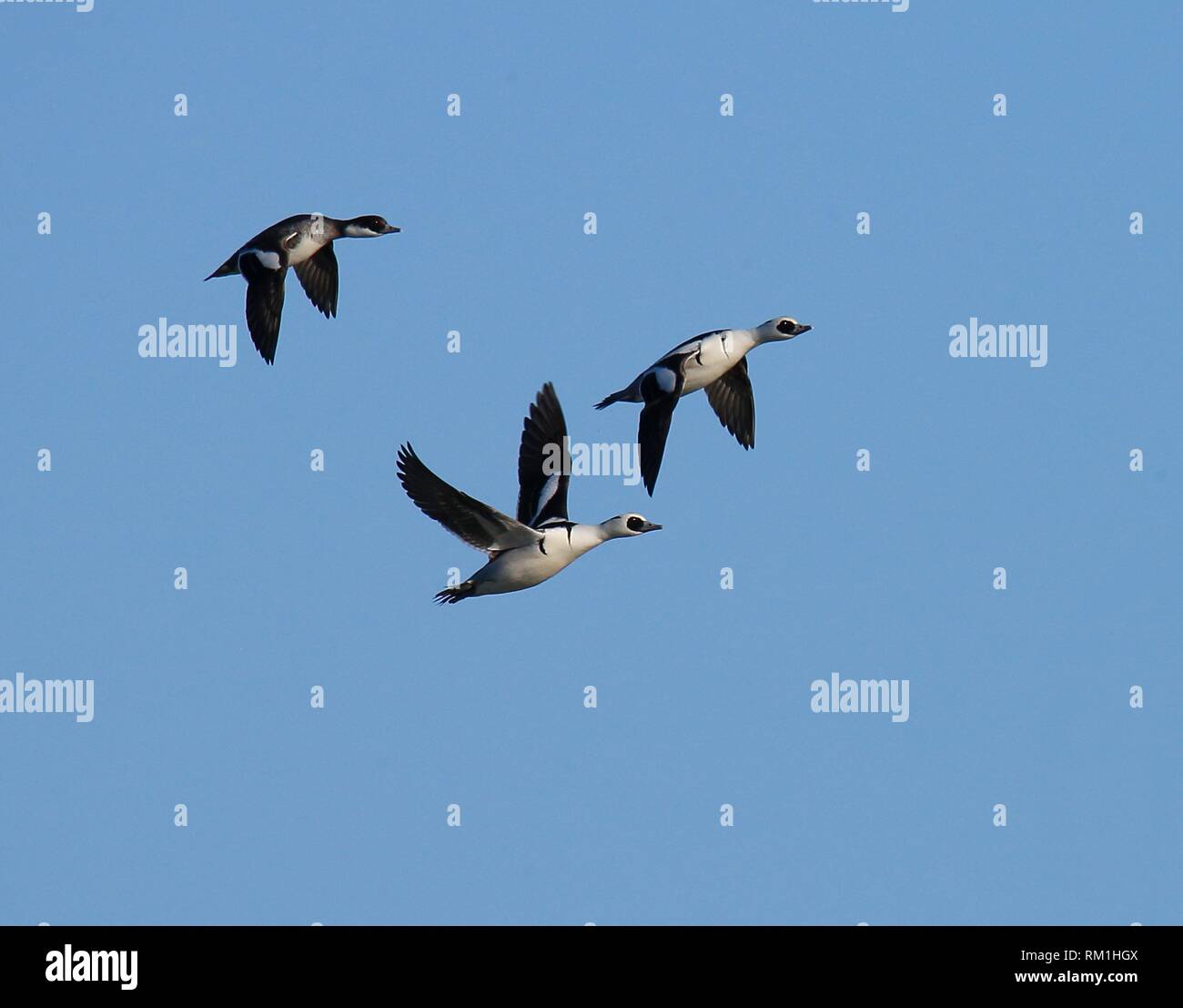 Smew flying hi-res stock photography and images - Alamy