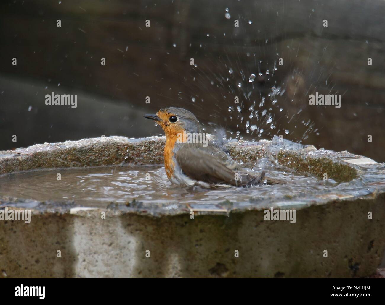 Robin taking a bath hi-res stock photography and images - Alamy