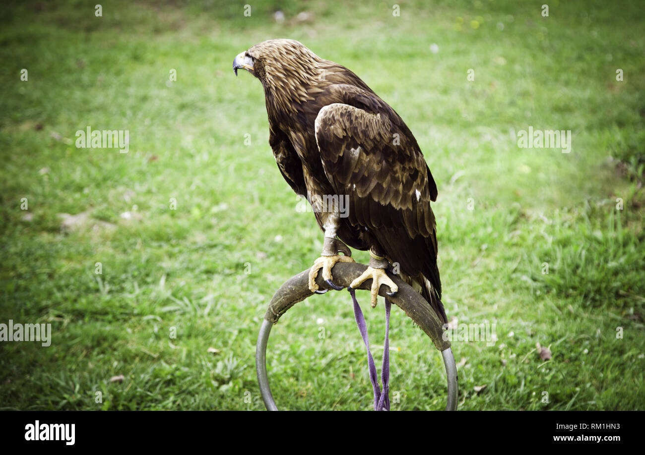 Protected eagle, detail of dangerous bird Stock Photo - Alamy