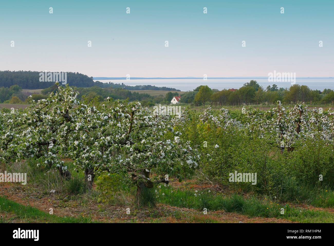 Sweden agriculture landscape hi-res stock photography and images - Alamy
