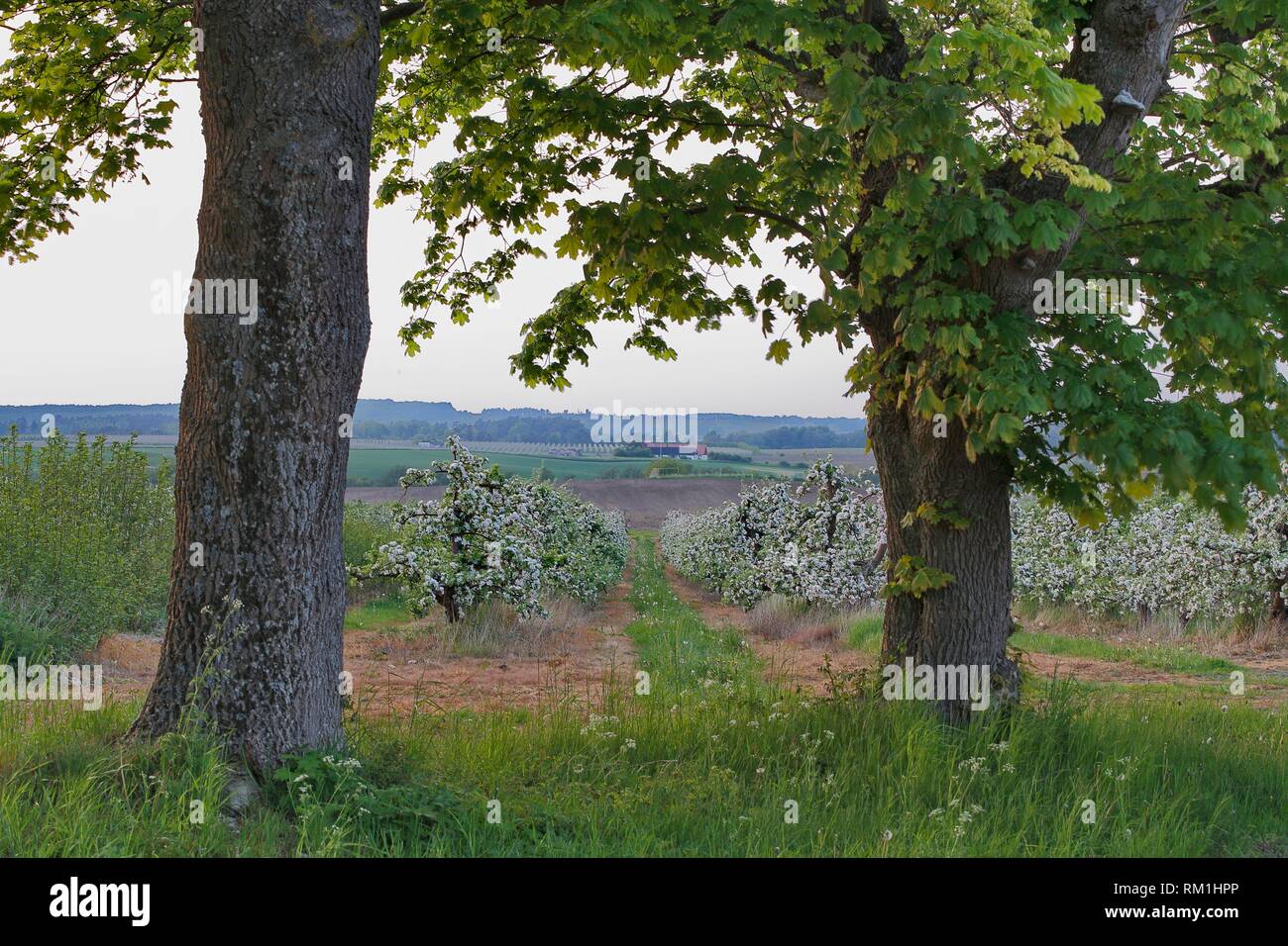 Apple in nature hi-res stock photography and images - Alamy