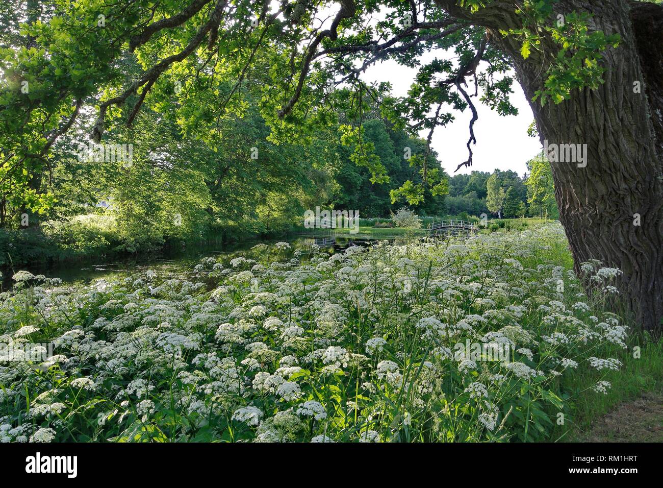 Halsingland Sweden High Resolution Stock Photography and Images - Alamy