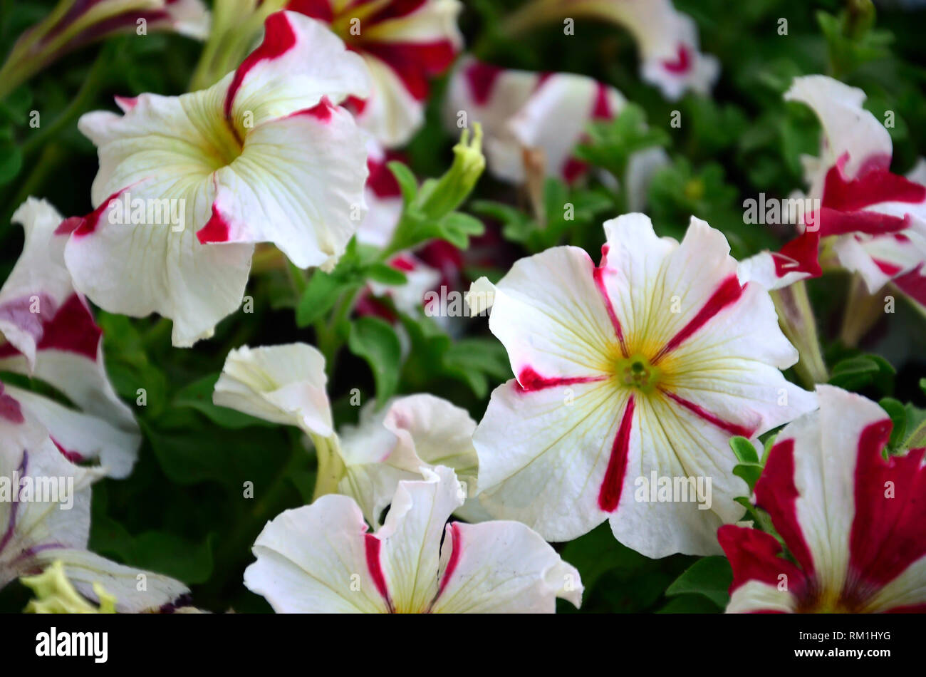 Beautiful white petunia flowers in Floral Detail Background Image ...