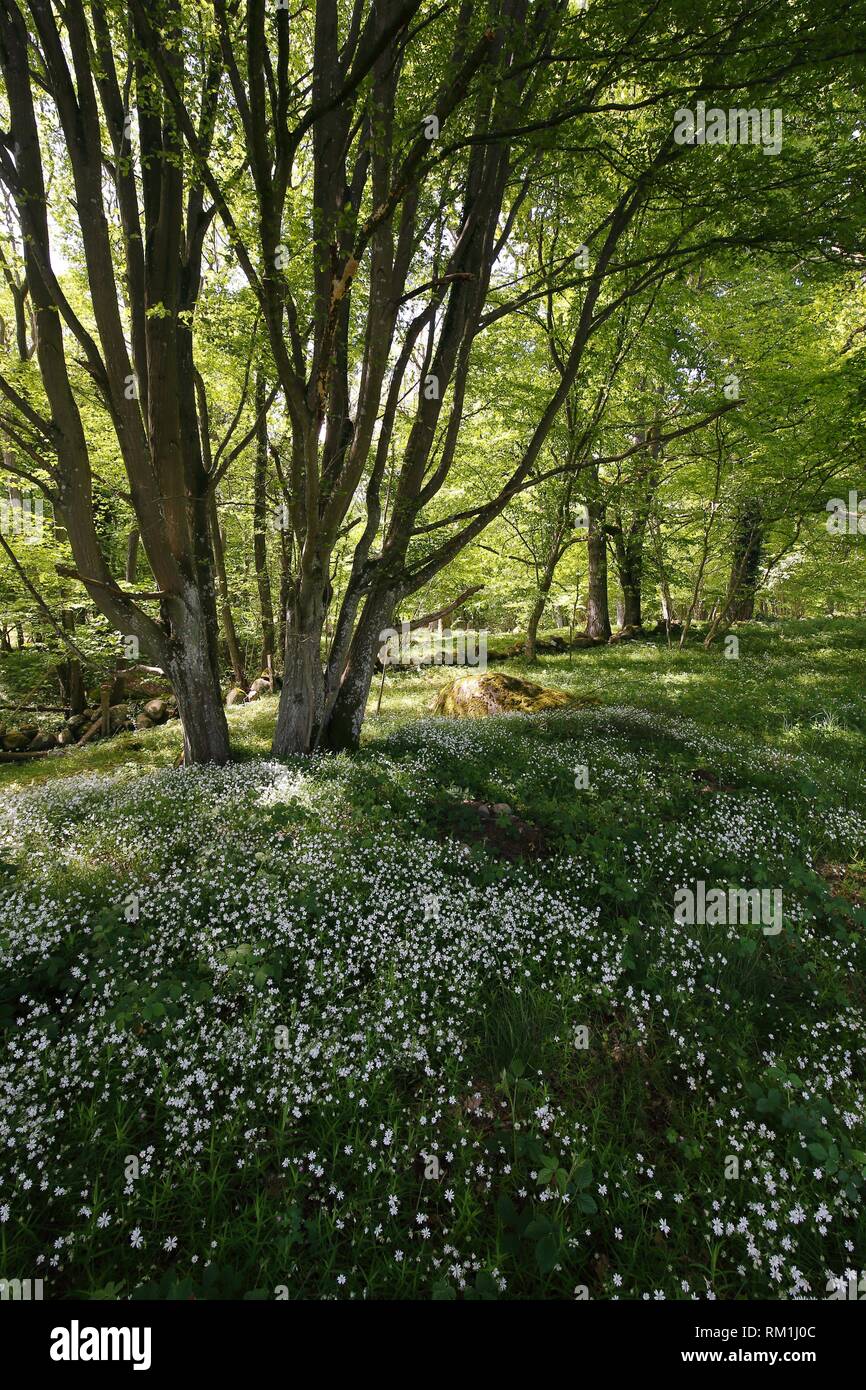 Scania nature hi-res stock photography and images - Alamy