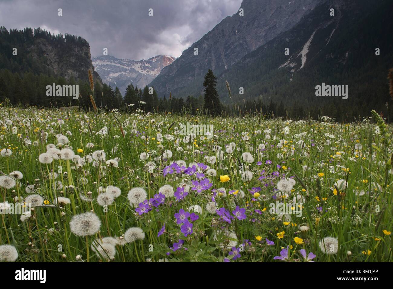 Meadow of wildflower hi-res stock photography and images - Alamy