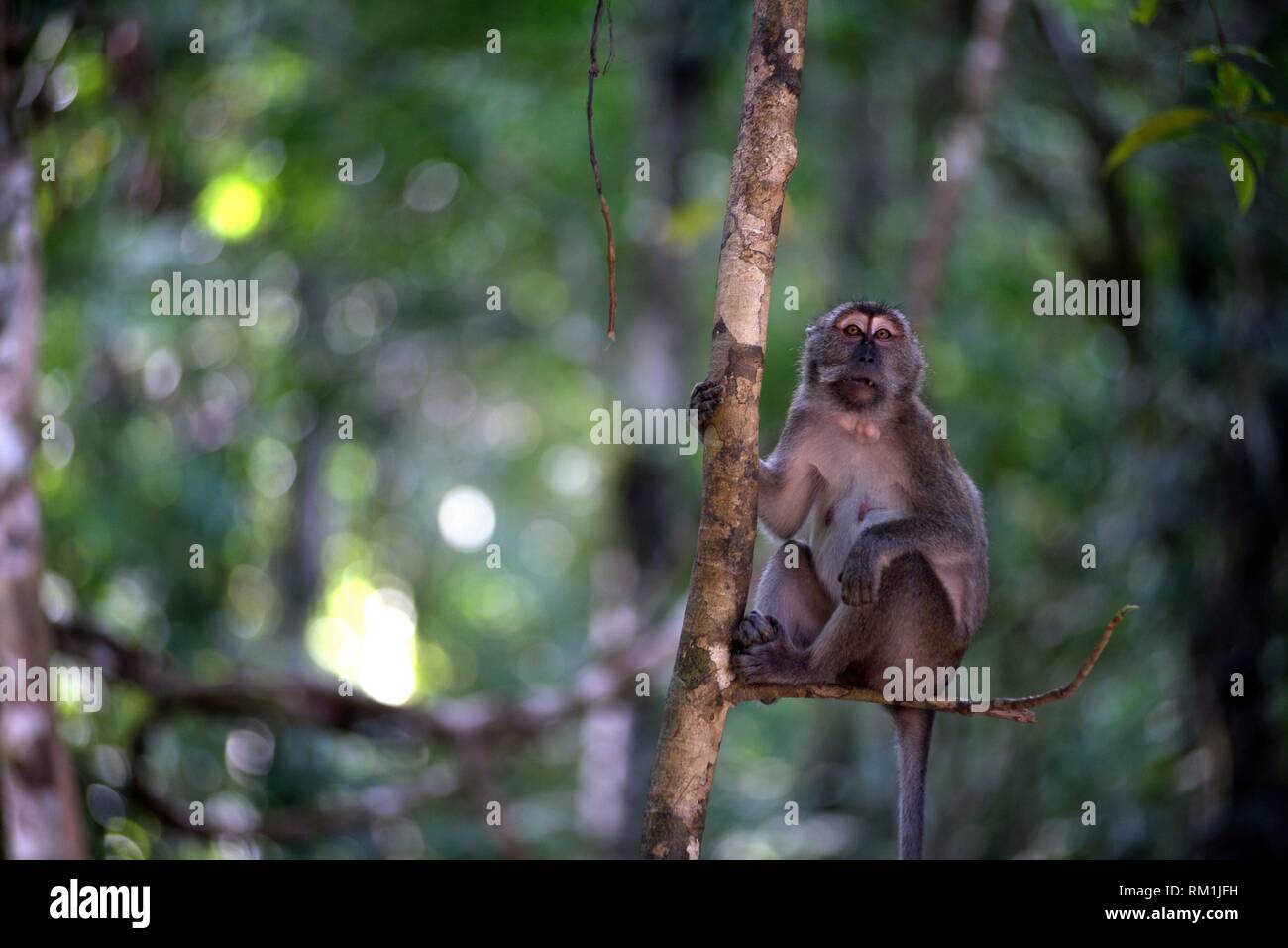 Surat thani monkey hi-res stock photography and images - Alamy