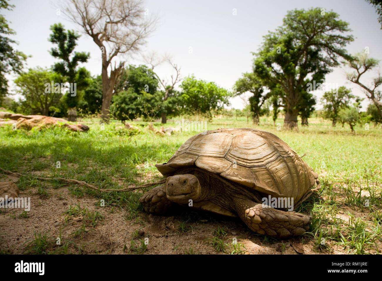 Turtle village hi-res stock photography and images - Alamy
