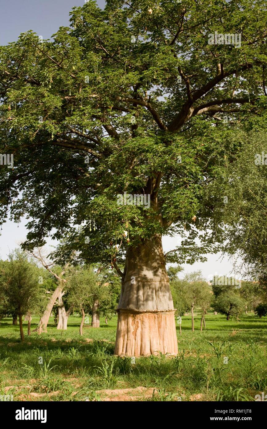 Mali baobab hi-res stock photography and images - Alamy