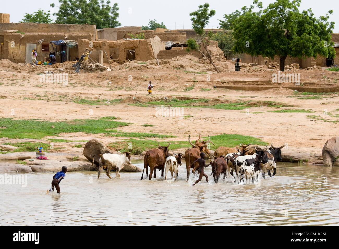 Cattle crossing river High Resolution Stock Photography and Images - Alamy