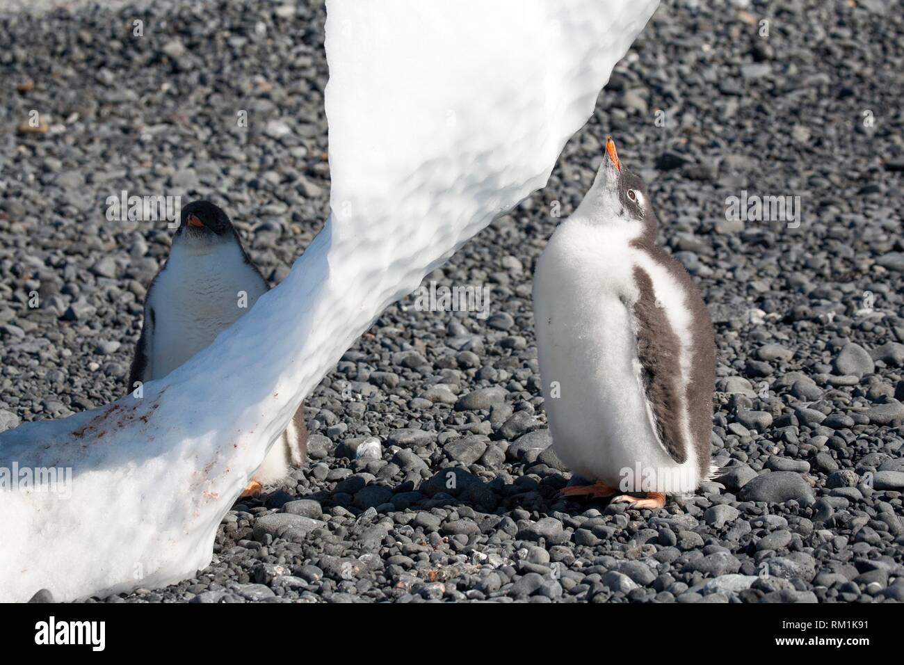 Rocky penguins peninsula hi-res stock photography and images - Alamy