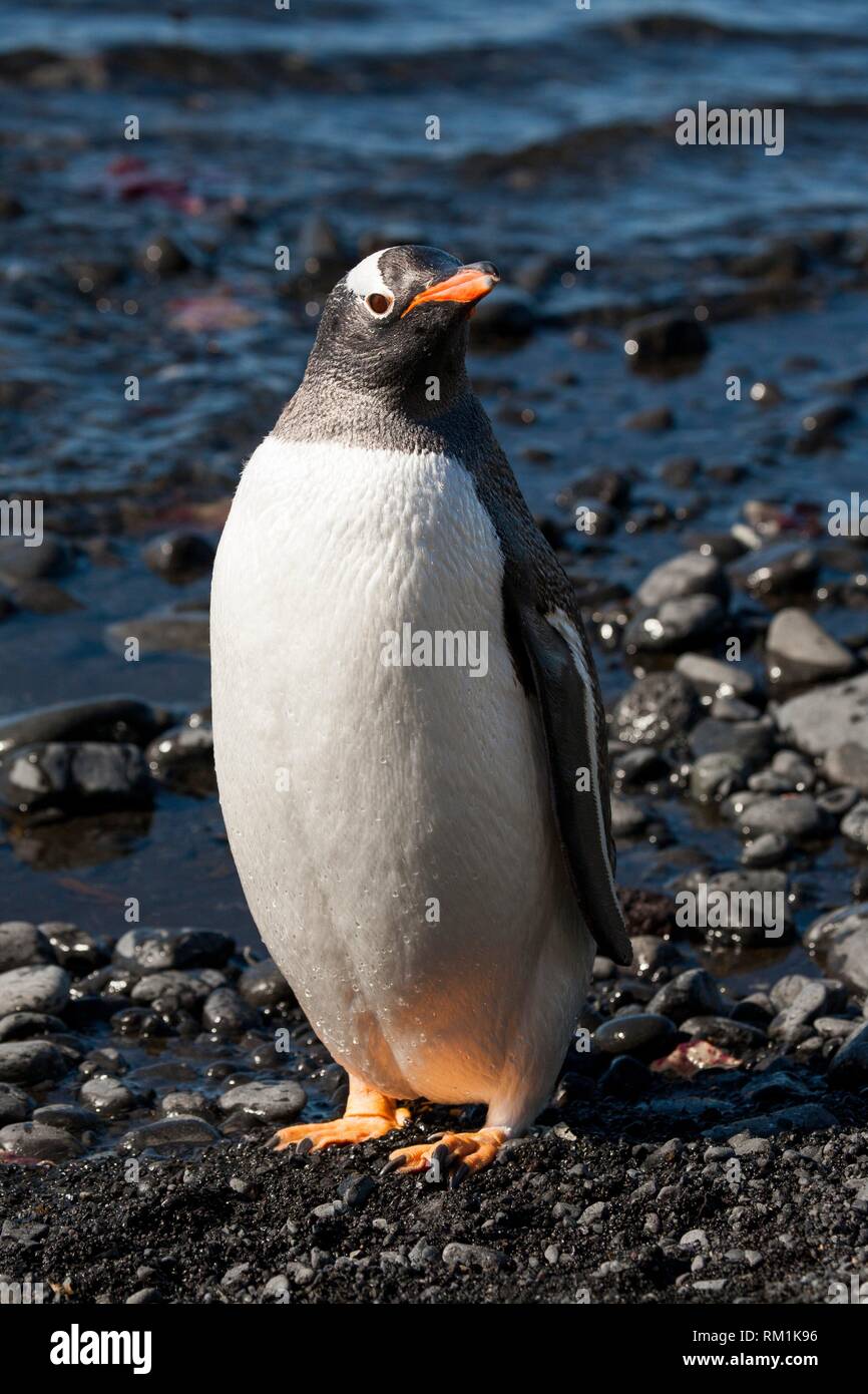 Tabarin Peninsula High Resolution Stock Photography and Images - Alamy