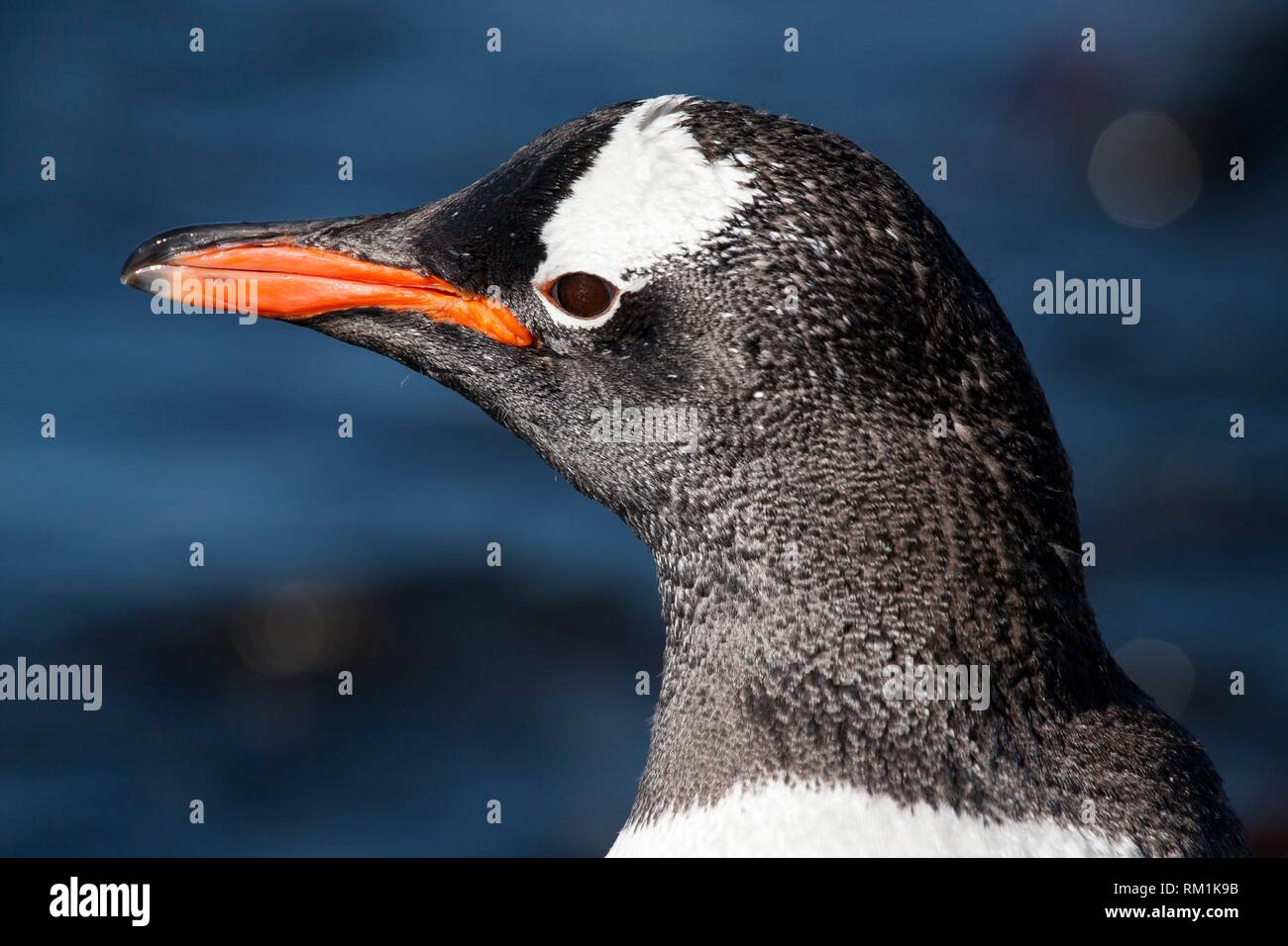 Brown bluff tabarin peninsula hi-res stock photography and images - Alamy