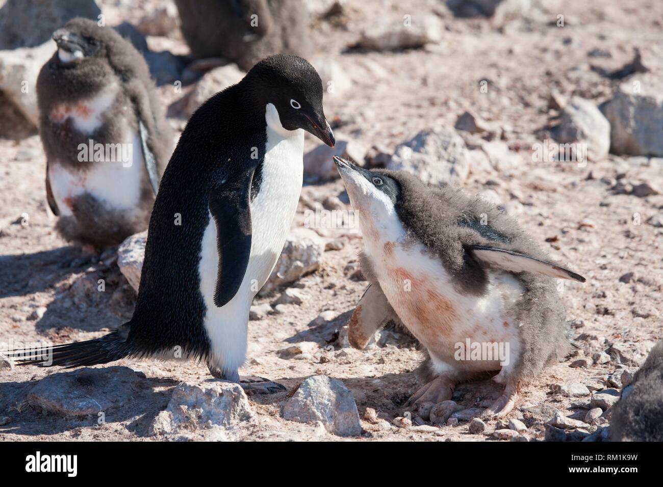 Adult feeding krill to a chick hi-res stock photography and images - Alamy