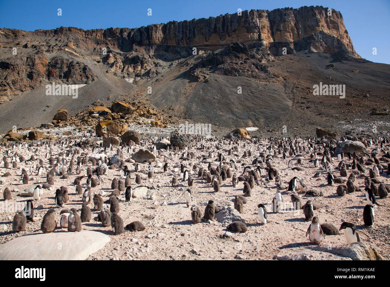 Brown bluff tabarin peninsula hi-res stock photography and images - Alamy