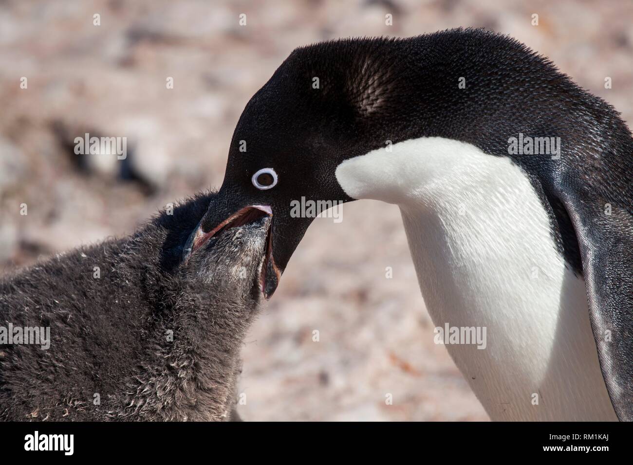 Antarctic penguin eating hi-res stock photography and images - Alamy