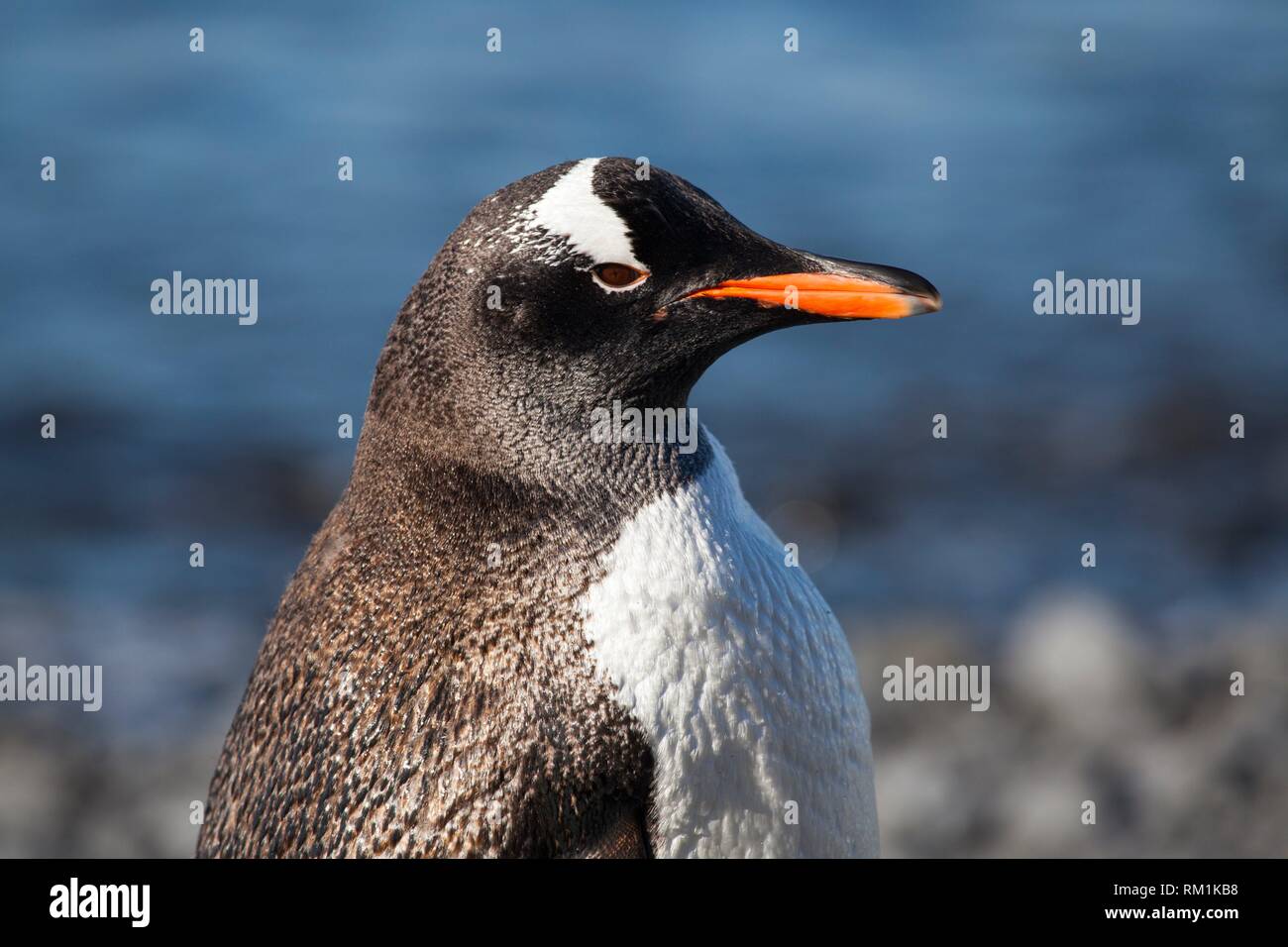 Tabarin High Resolution Stock Photography and Images - Alamy