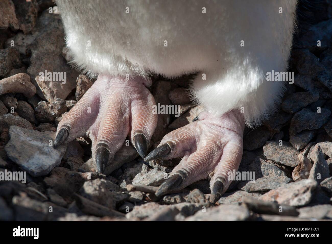 Penguin feet black hi-res stock photography and images - Alamy