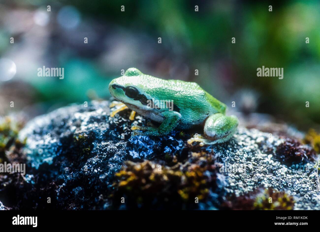 Mccall nature preserve hi-res stock photography and images - Alamy