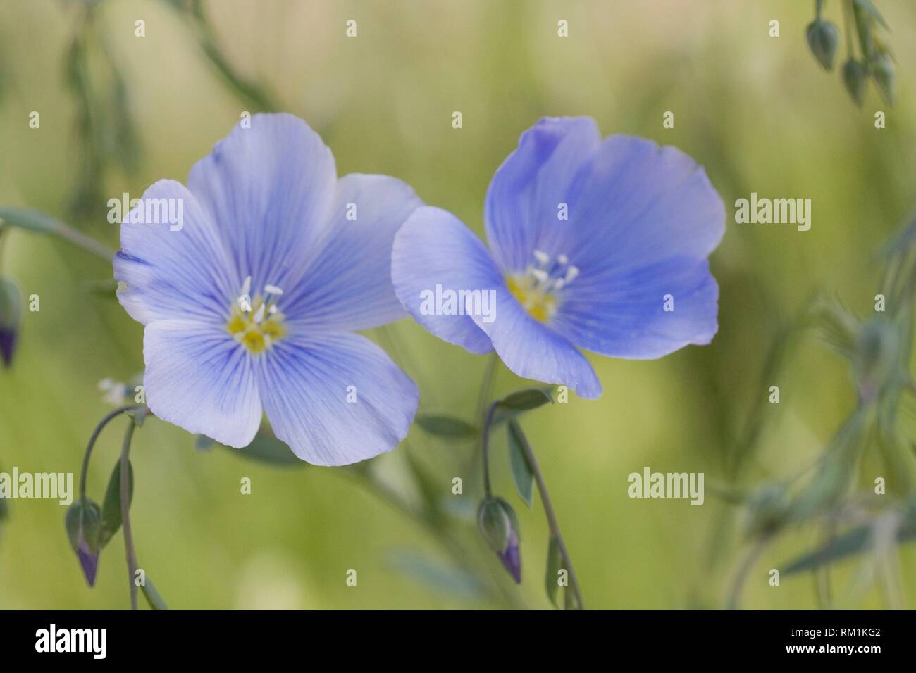 Linum plant hi-res stock photography and images - Alamy