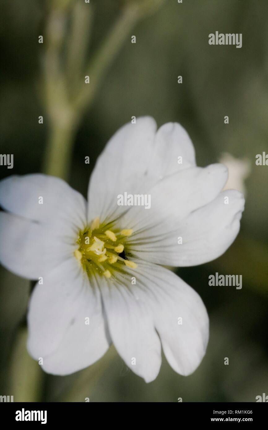 Field Mouse Ear Plant High Resolution Stock Photography and Images - Alamy