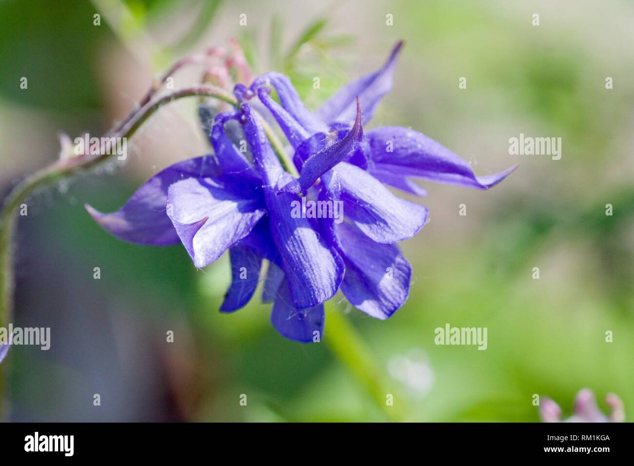 Columbine Flower Field High Resolution Stock Photography and Images - Alamy
