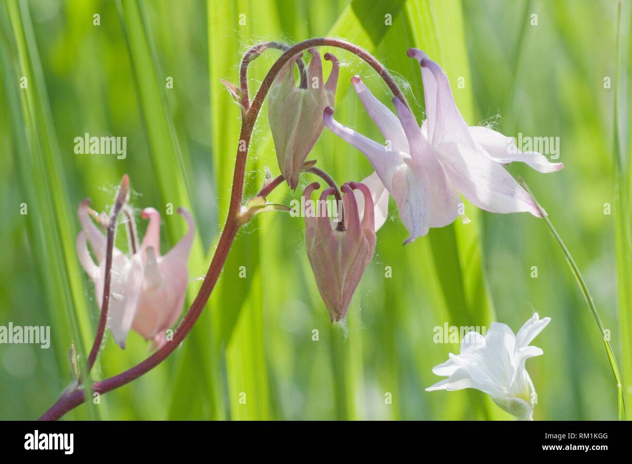 Columbine flower field hi-res stock photography and images - Alamy