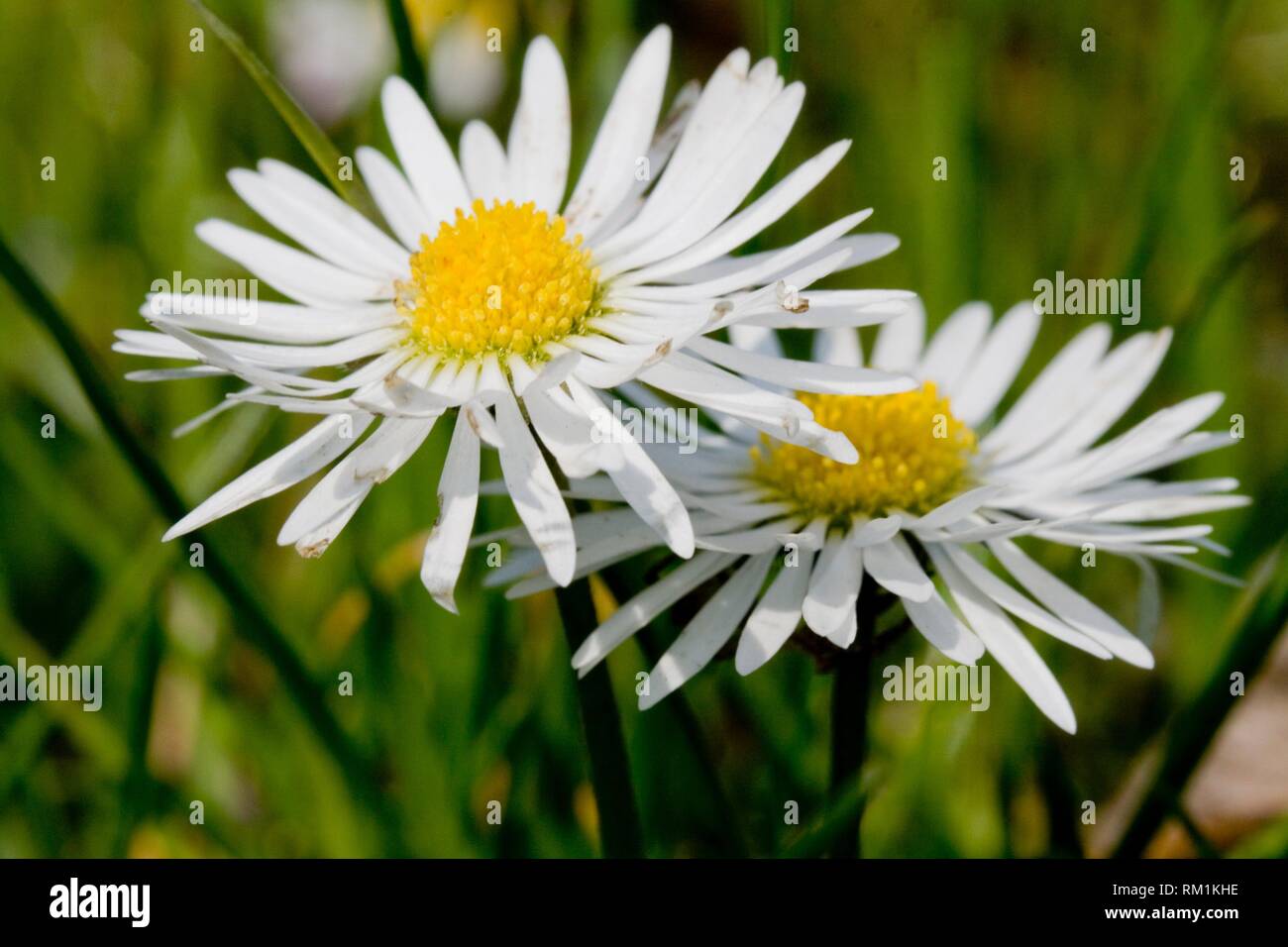 English Daisy, Bellis perennis Stock Photo - Alamy