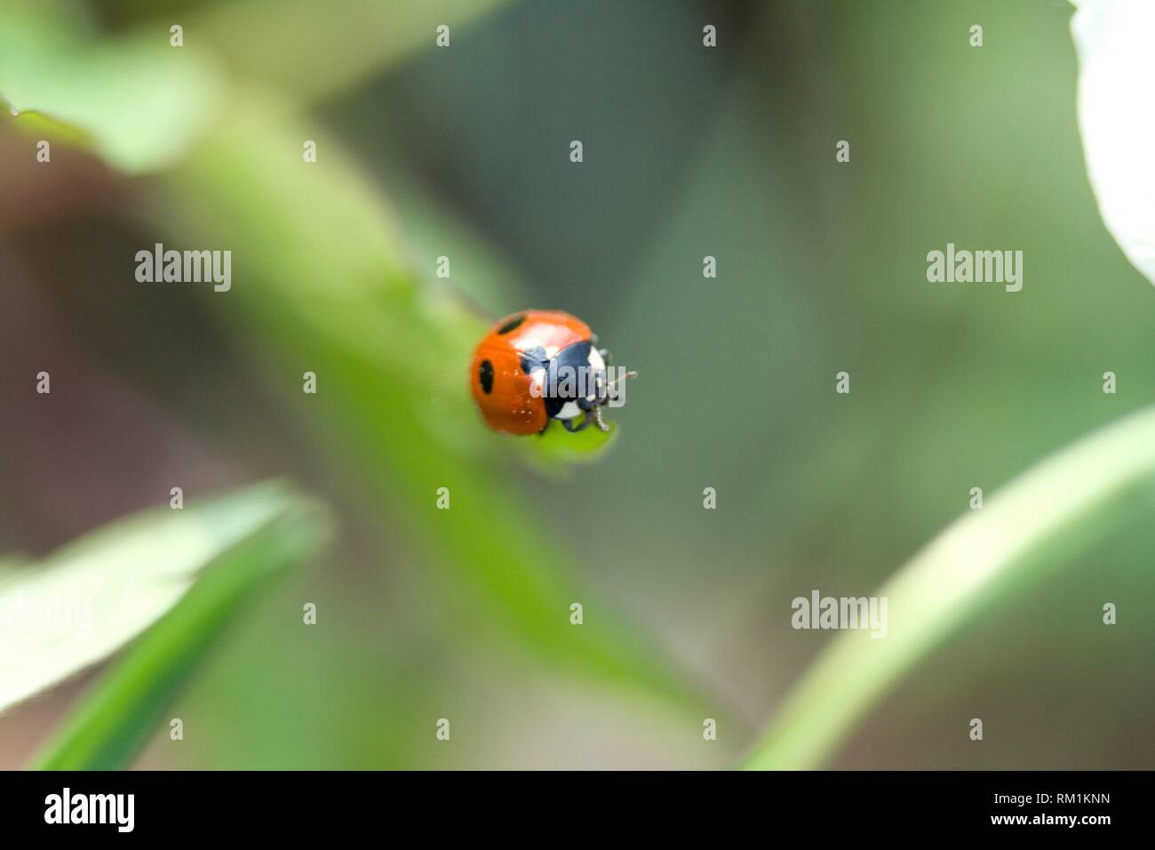 Five spot hi-res stock photography and images - Alamy