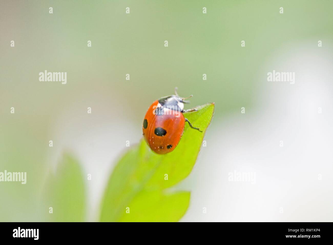 Five spot ladybird hi-res stock photography and images - Alamy