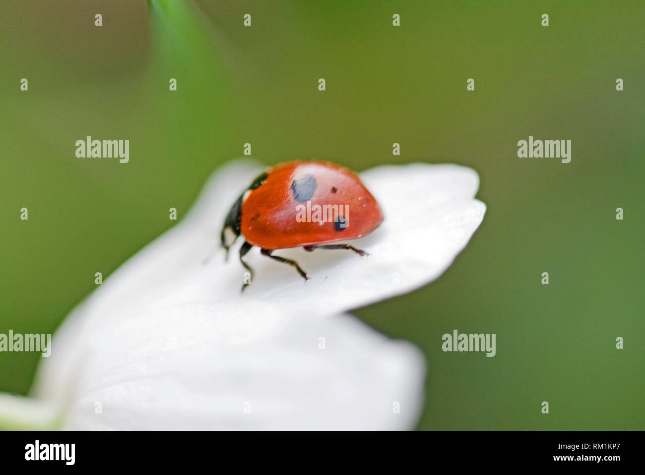 Five spot ladybird hi-res stock photography and images - Alamy