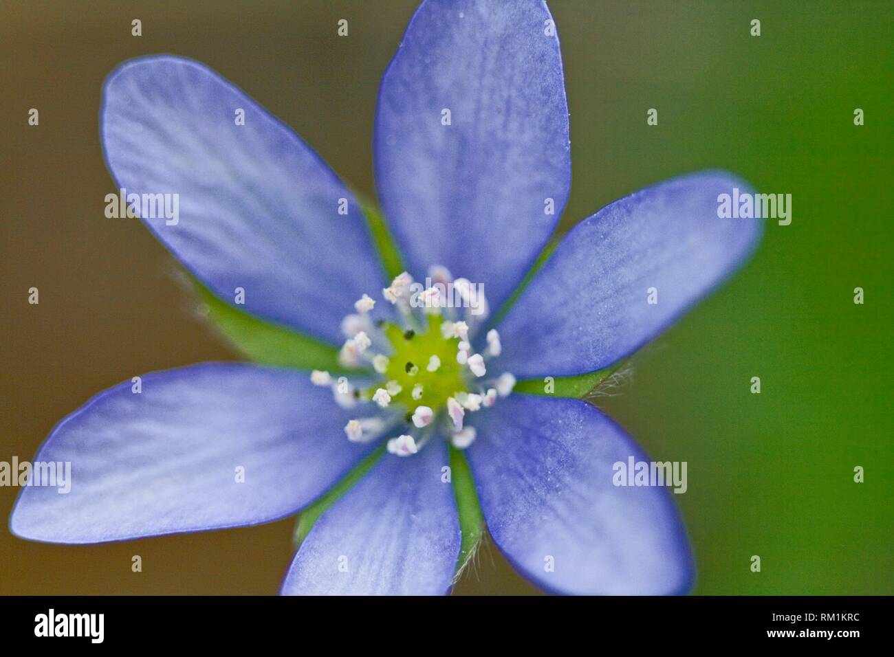 Anémone hepatica hepatica triloba hi-res stock photography and images ...