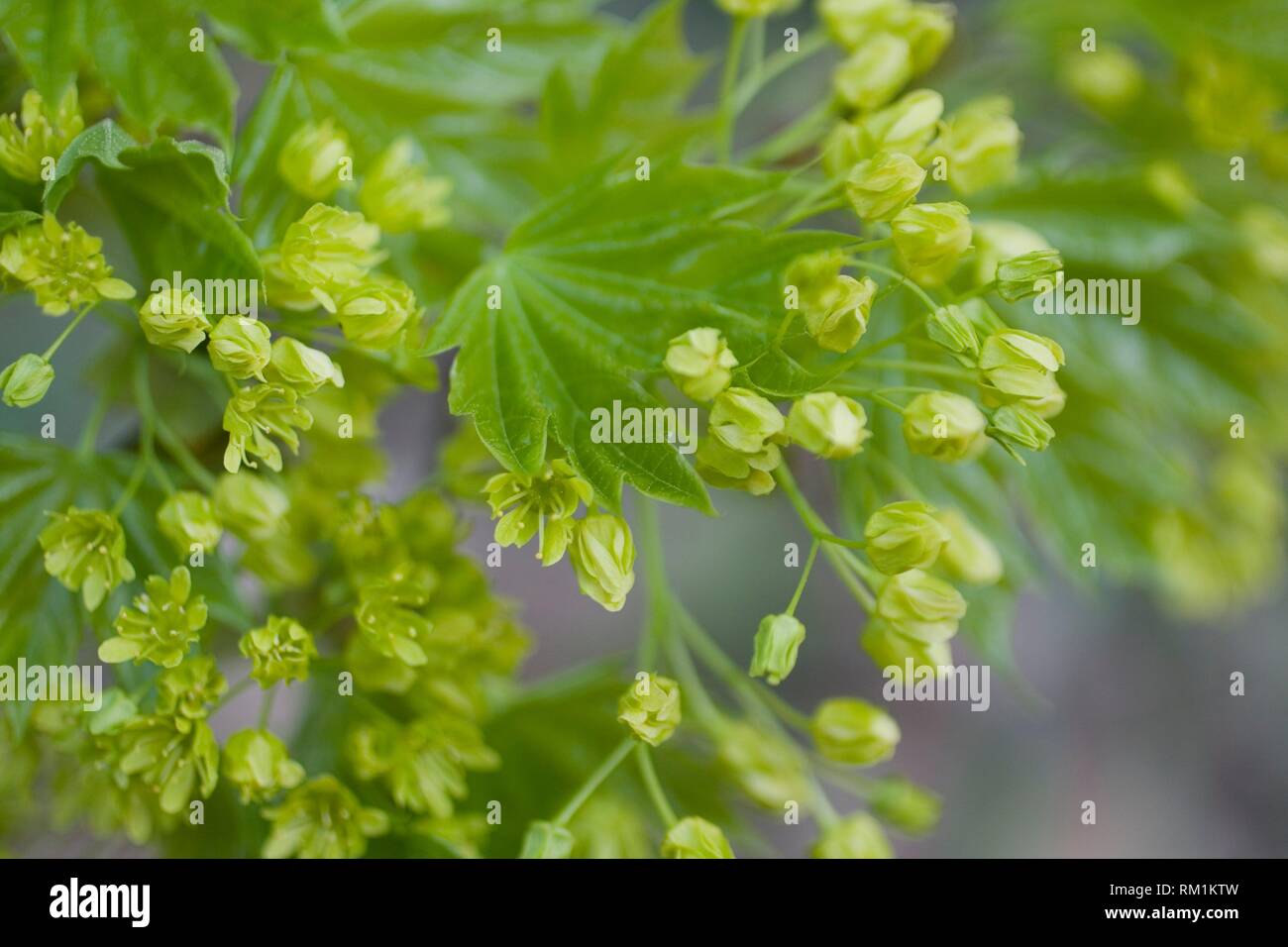 Vine maple hi-res stock photography and images - Alamy